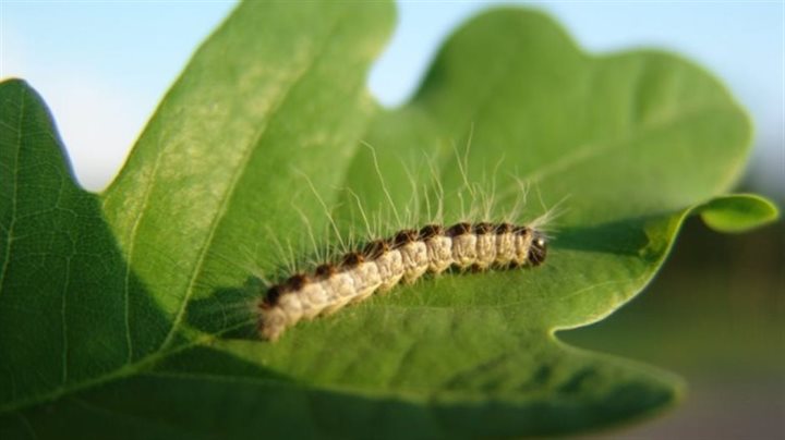 Ecologisch beheren eikenprocessierups is succesvol - Brabant