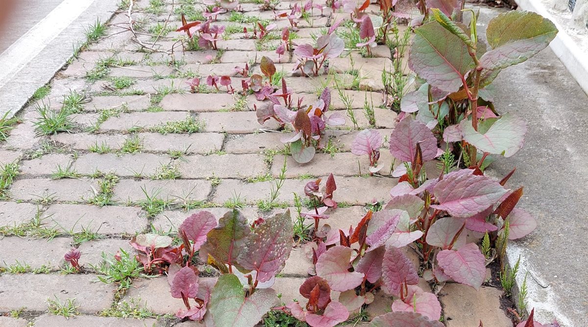 Invasieve exoten - uitheemse planten en dieren | Brabant