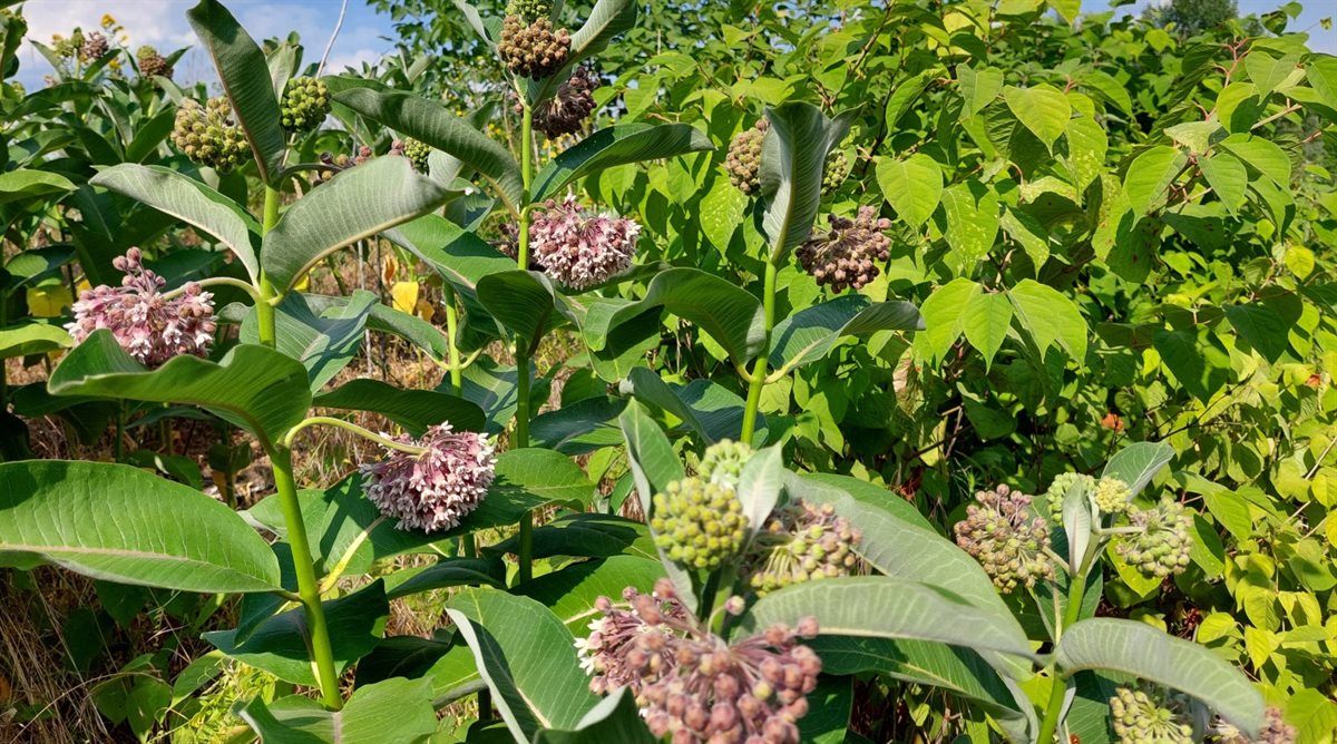 Invasieve exoten - uitheemse planten en dieren - Brabant
